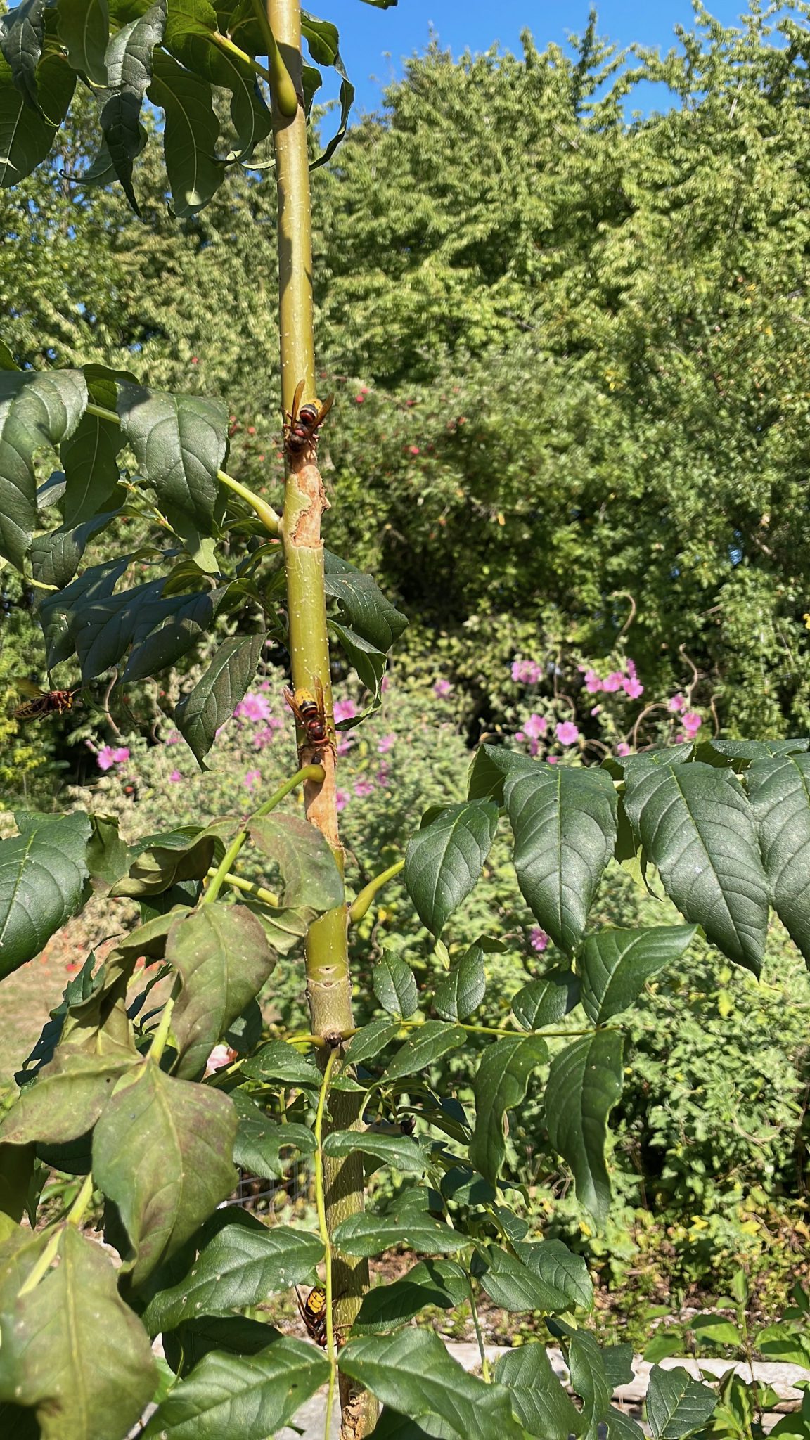Hornissen mögen die Rinde von Eschen, Birken oder Weiden. – BiKi´s ...